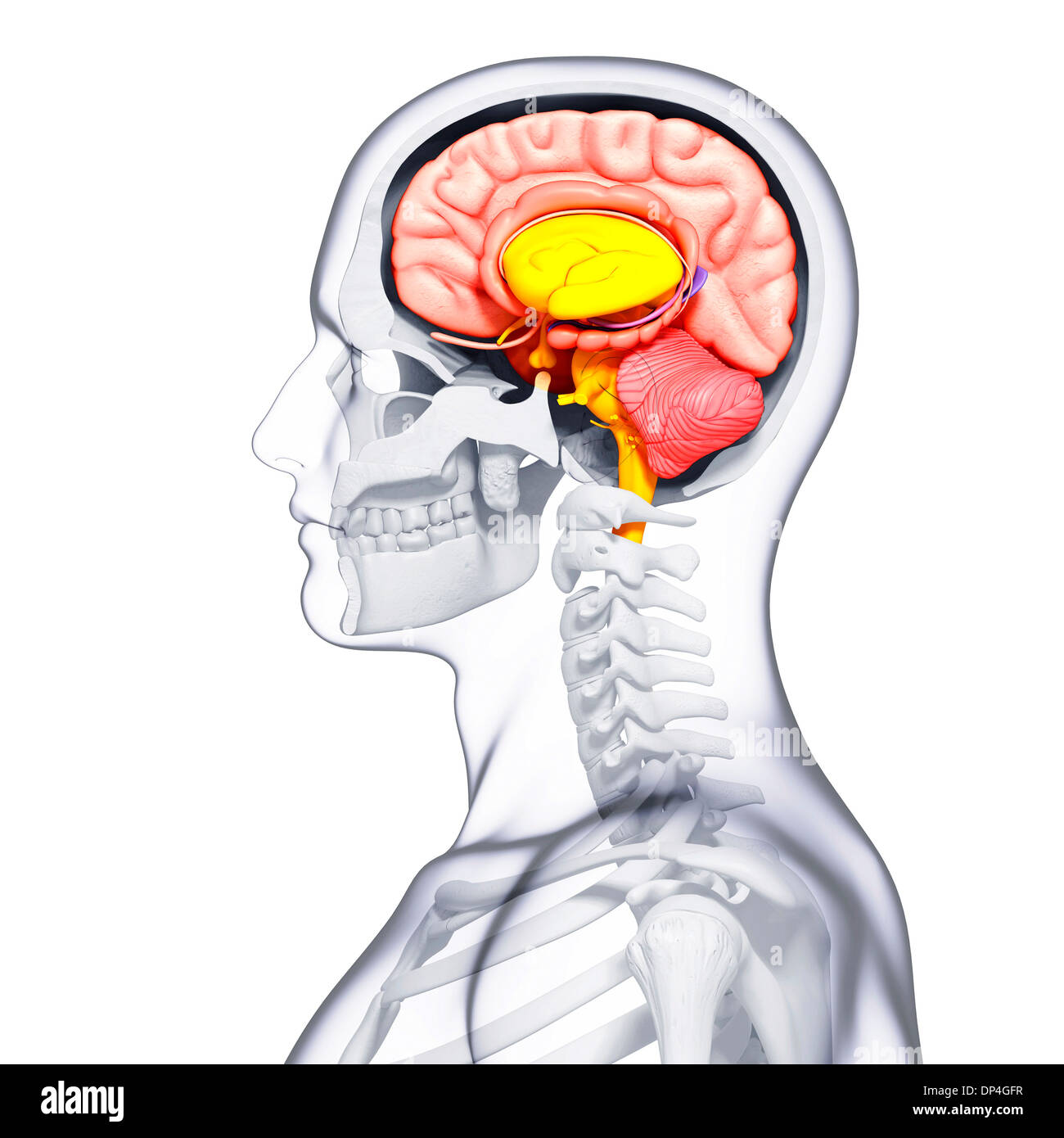 Male brain, artwork Stock Photo - Alamy