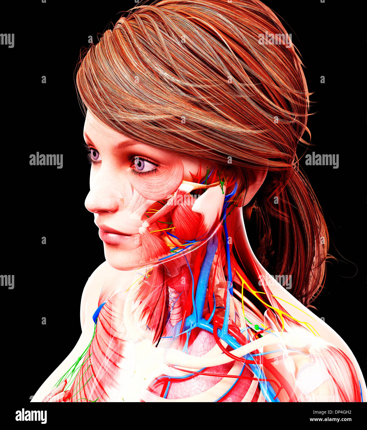 Female anatomy, artwork Stock Photo - Alamy