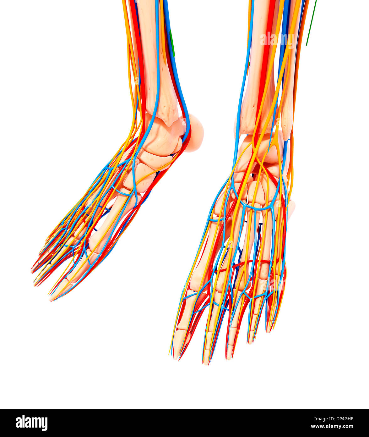 Human foot anatomy, artwork Stock Photo - Alamy