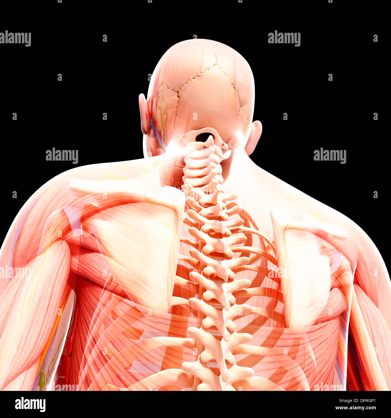 Human anatomy, artwork Stock Photo - Alamy