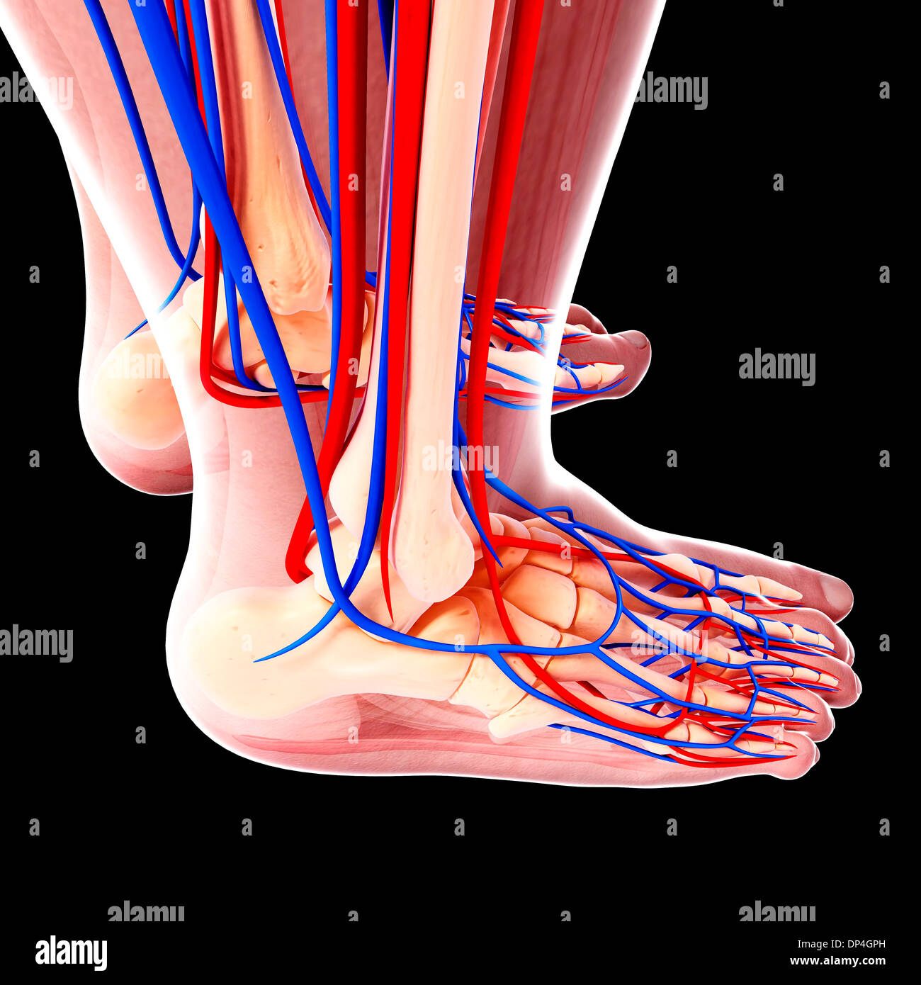 Human foot cardiovascular system, artwork Stock Photo - Alamy