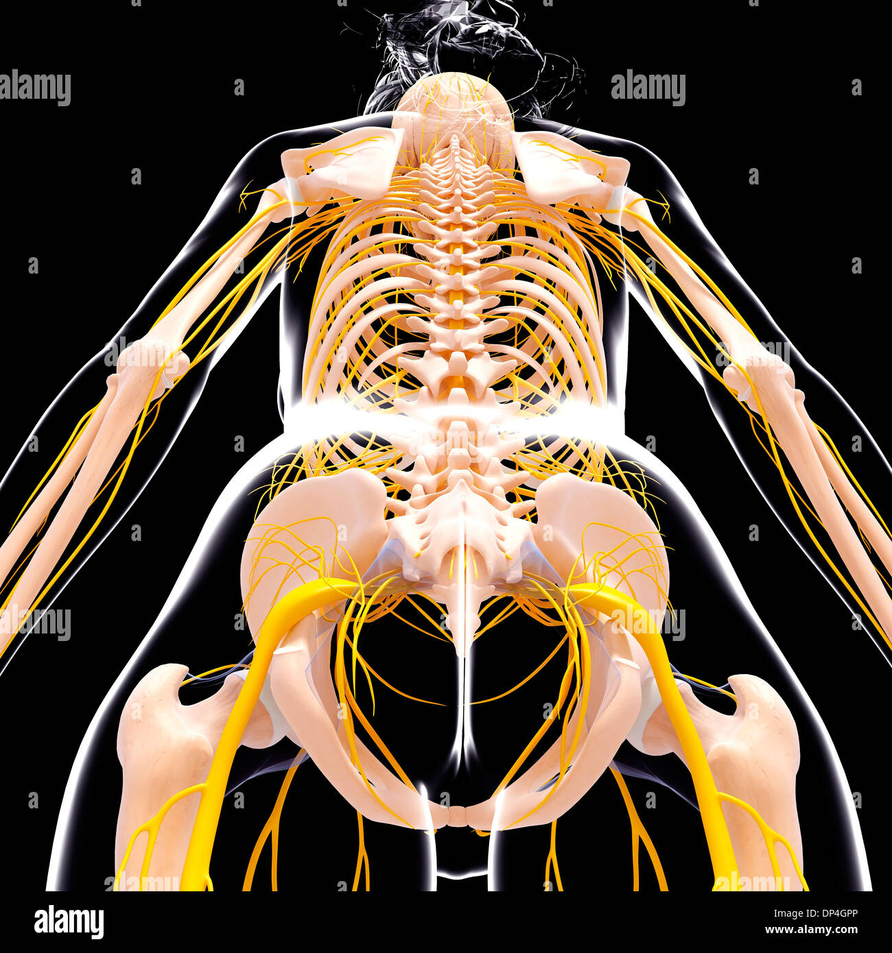 Female nervous system, artwork Stock Photo - Alamy