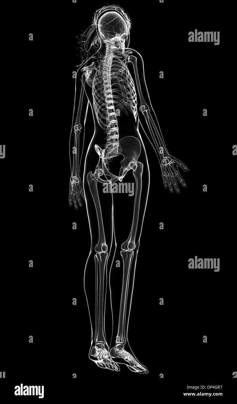 Female skeleton, artwork Stock Photo - Alamy