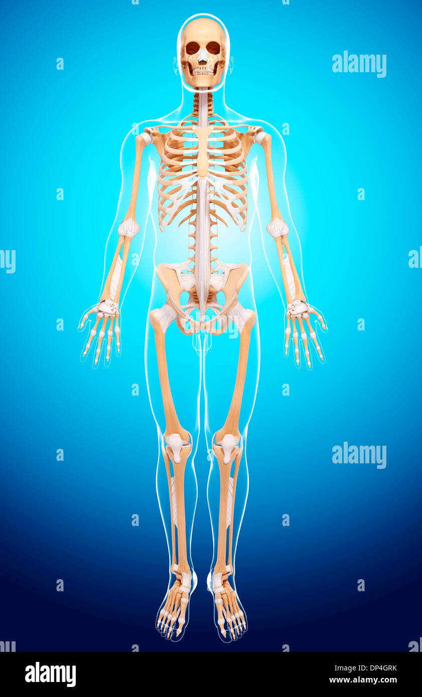Male skeleton, artwork Stock Photo - Alamy