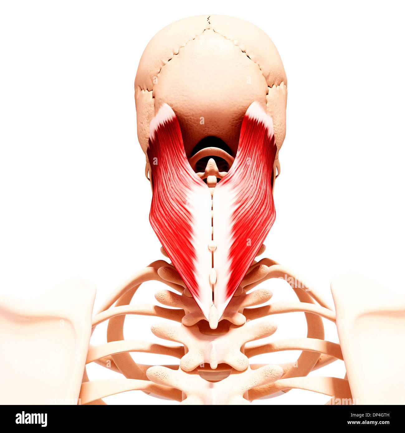 Human neck musculature, artwork Stock Photo - Alamy