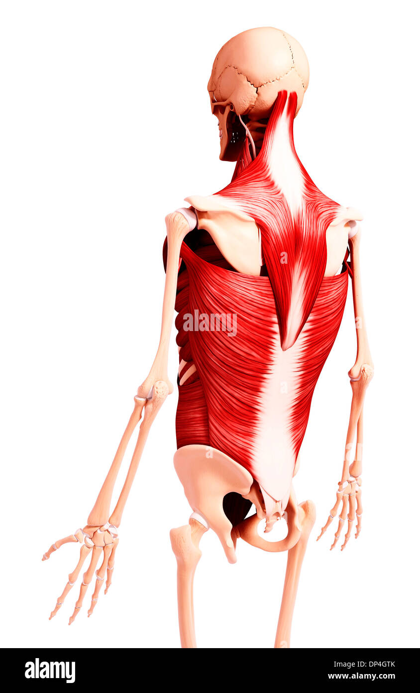Human musculature, artwork Stock Photo - Alamy