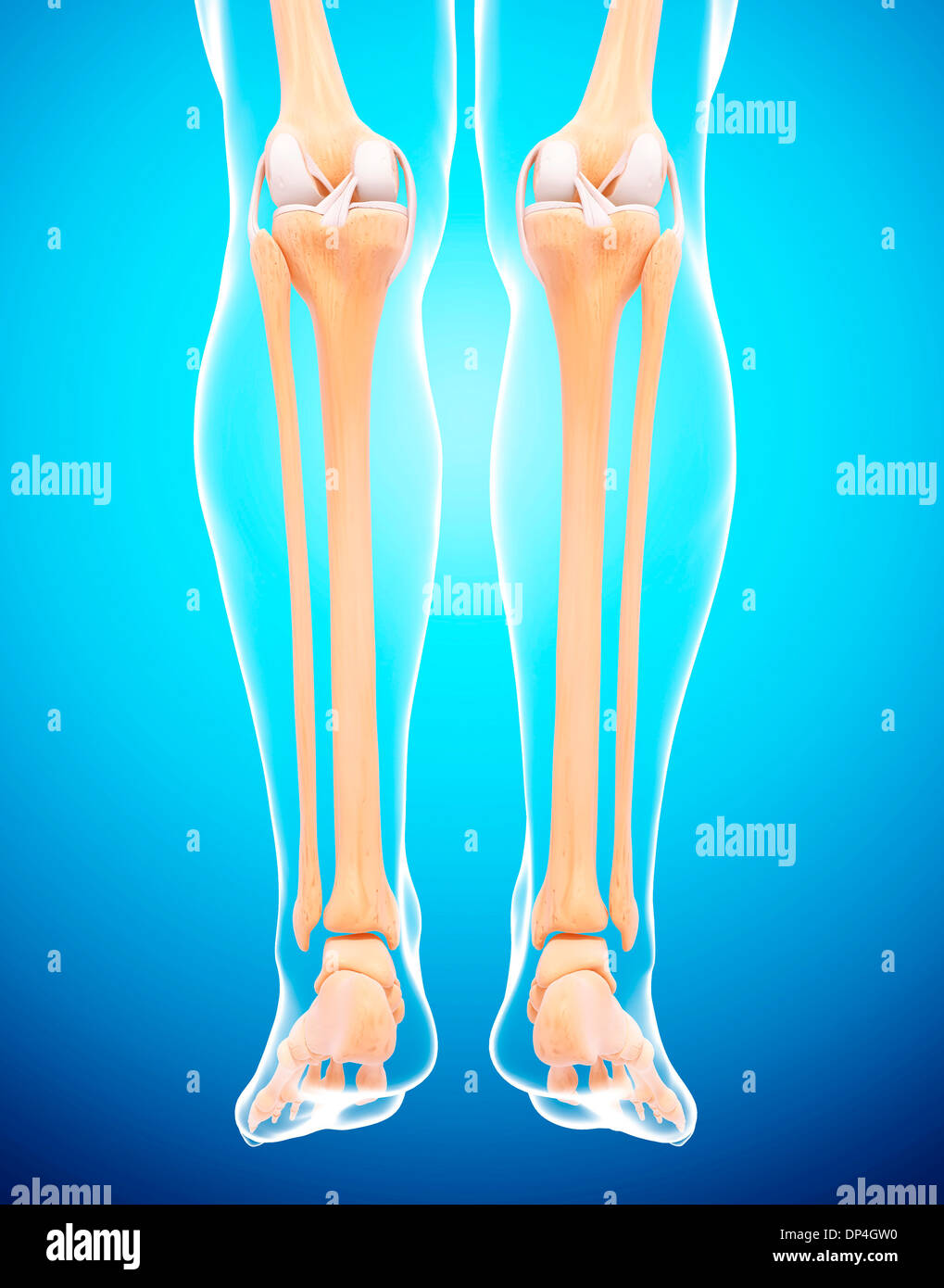 Human leg bones, artwork Stock Photo - Alamy