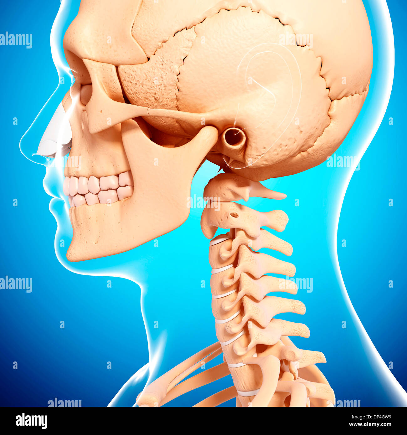 Human skeleton close up hi-res stock photography and images - Alamy
