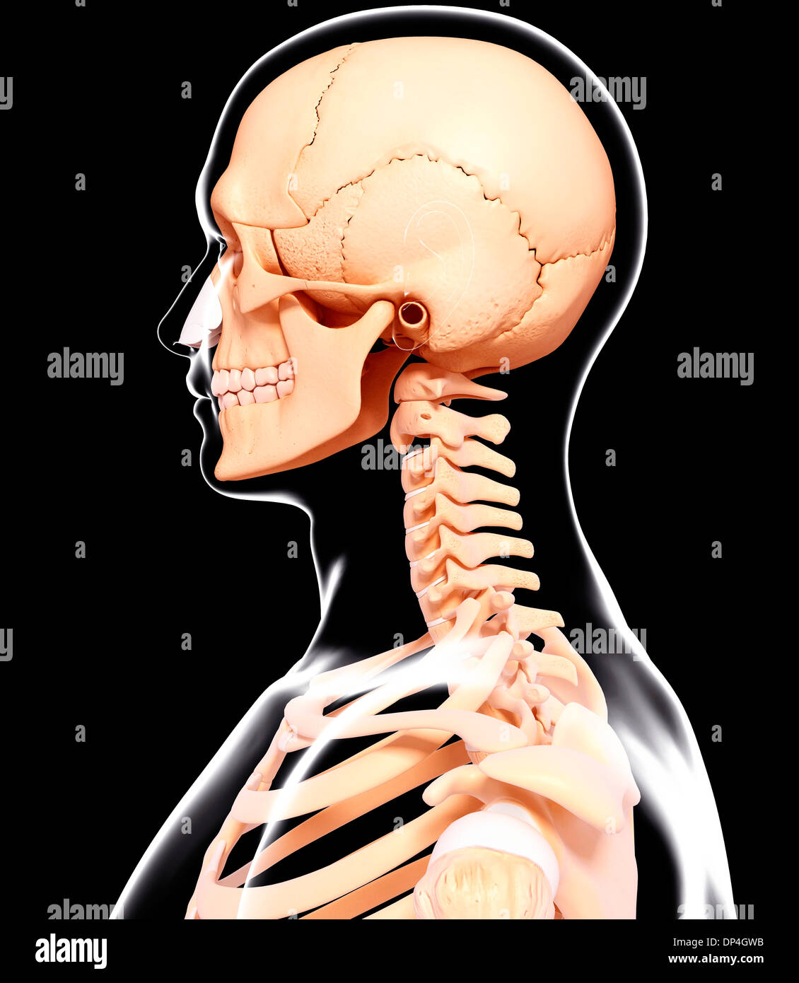 Collarbone normal hi-res stock photography and images - Alamy