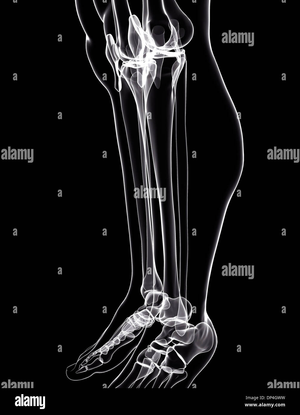 Human leg bones, artwork Stock Photo - Alamy