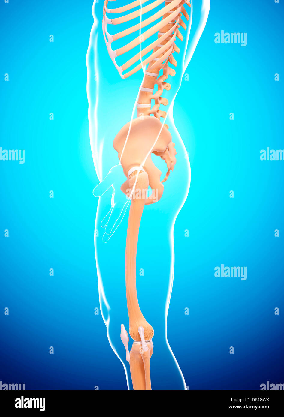 Side view male pelvis femur hi-res stock photography and images - Alamy