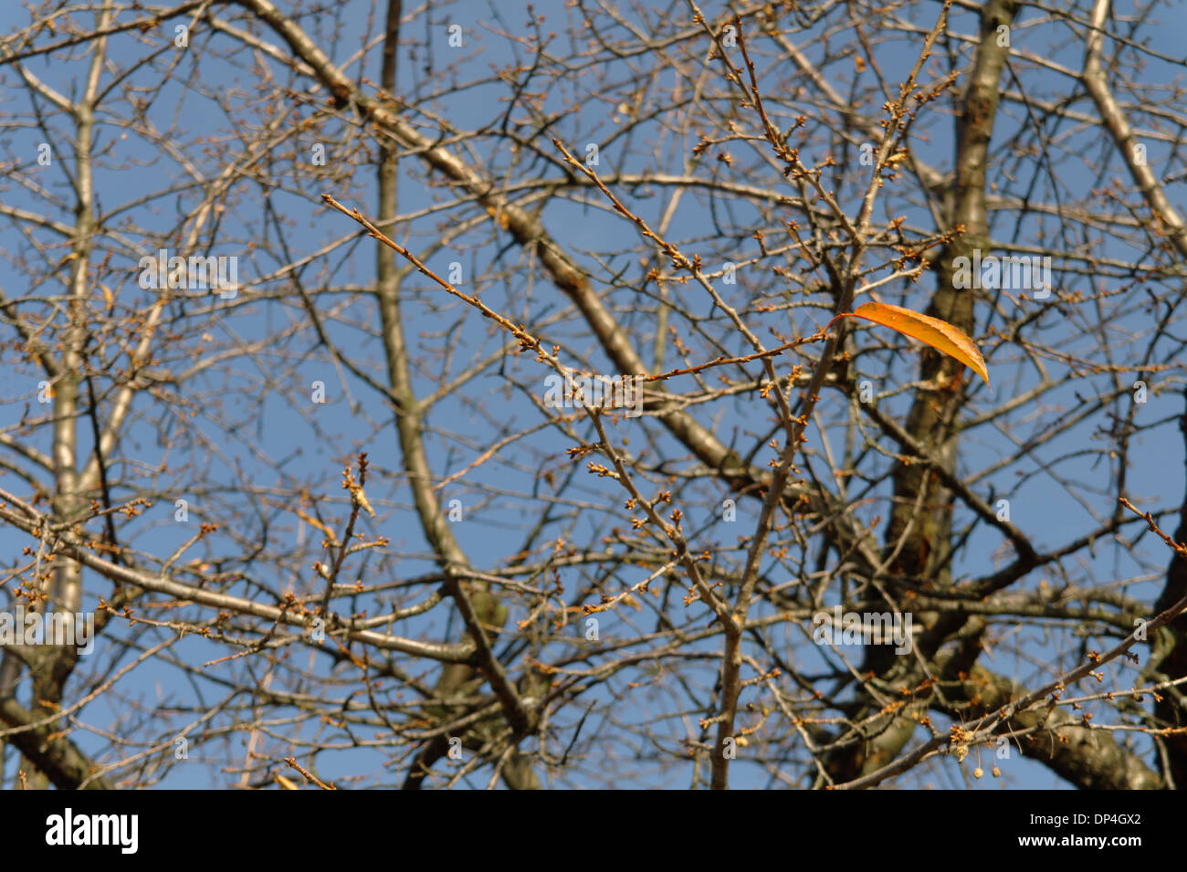 The last leaf hi-res stock photography and images - Alamy