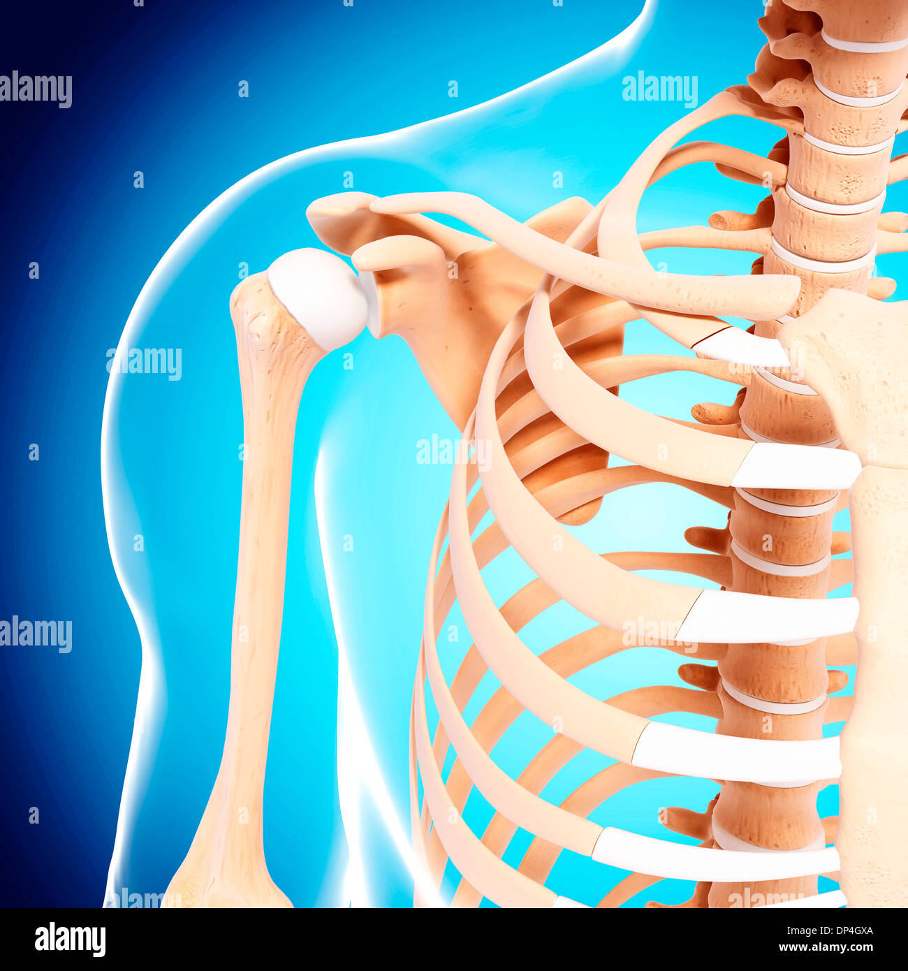 Human shoulder bones, artwork Stock Photo - Alamy