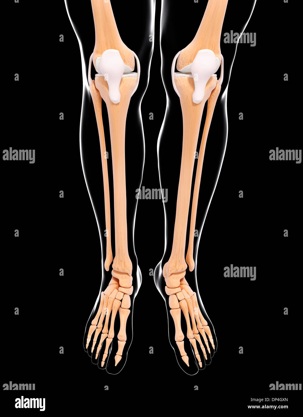 Human leg bones, artwork Stock Photo - Alamy