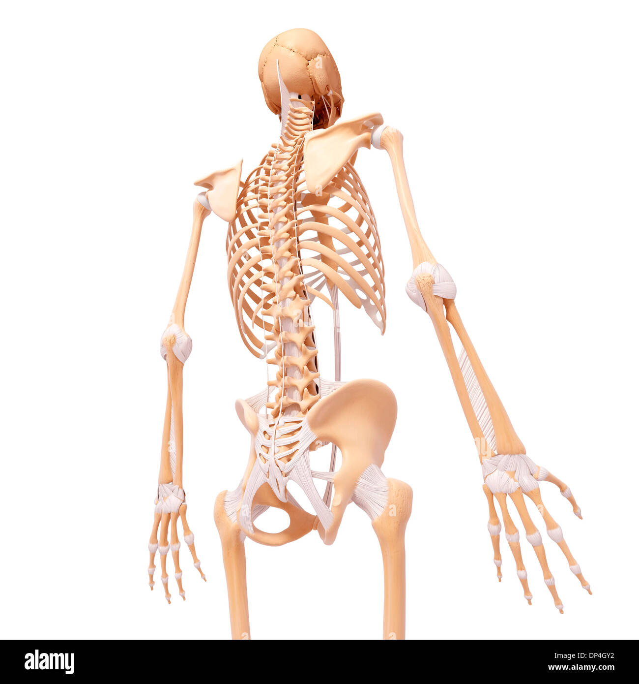 Human skeleton, artwork Stock Photo - Alamy