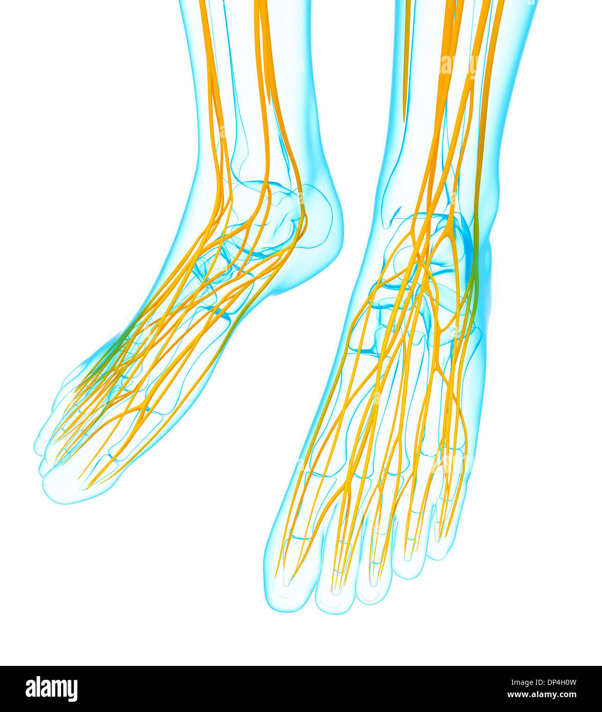 Human foot nervous system, artwork Stock Photo - Alamy