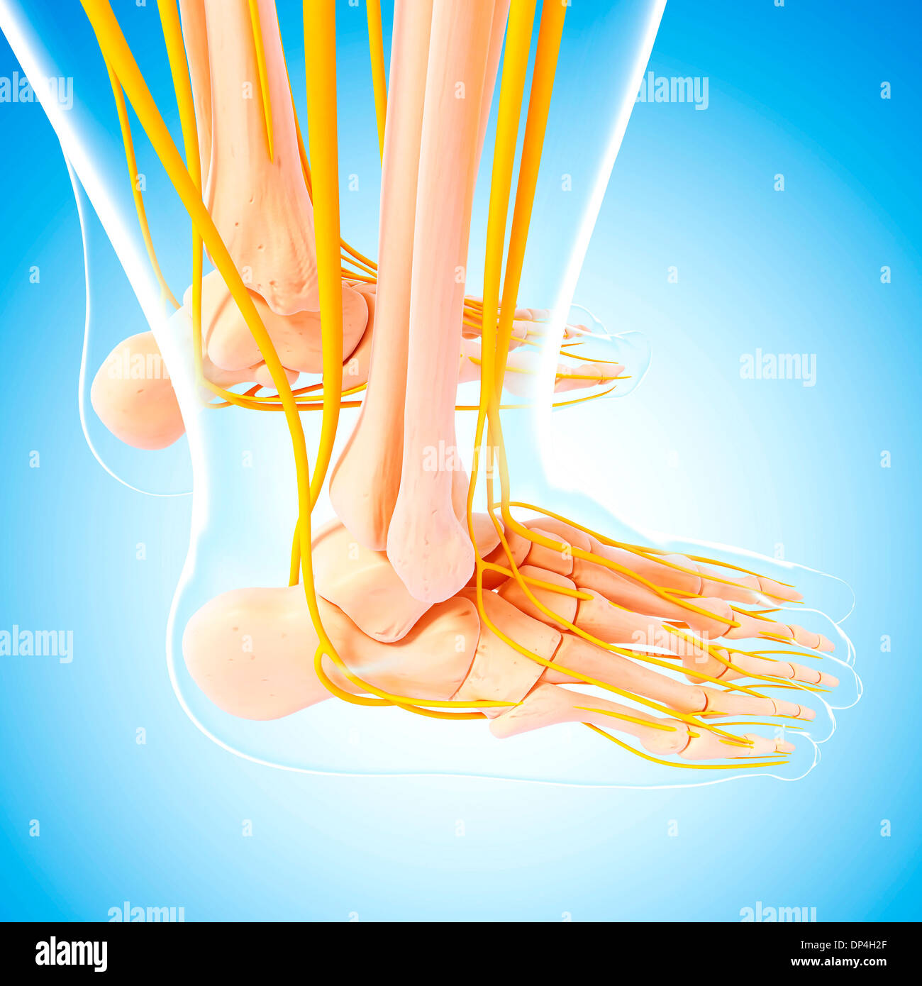 Human foot nervous system, artwork Stock Photo - Alamy