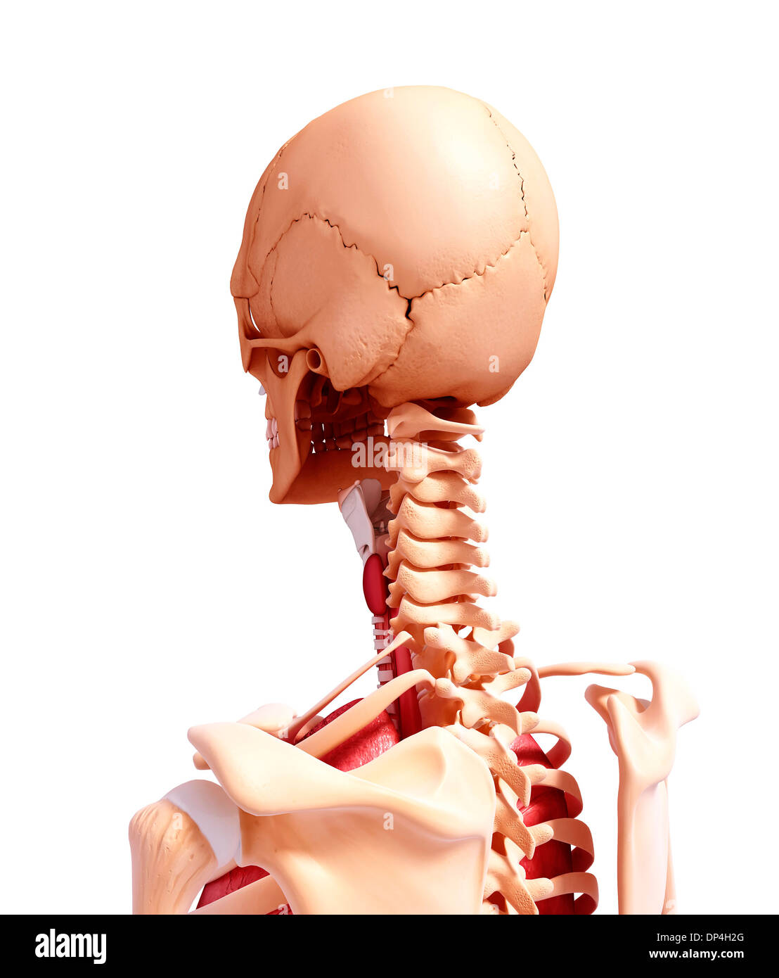 Human skeleton, artwork Stock Photo - Alamy