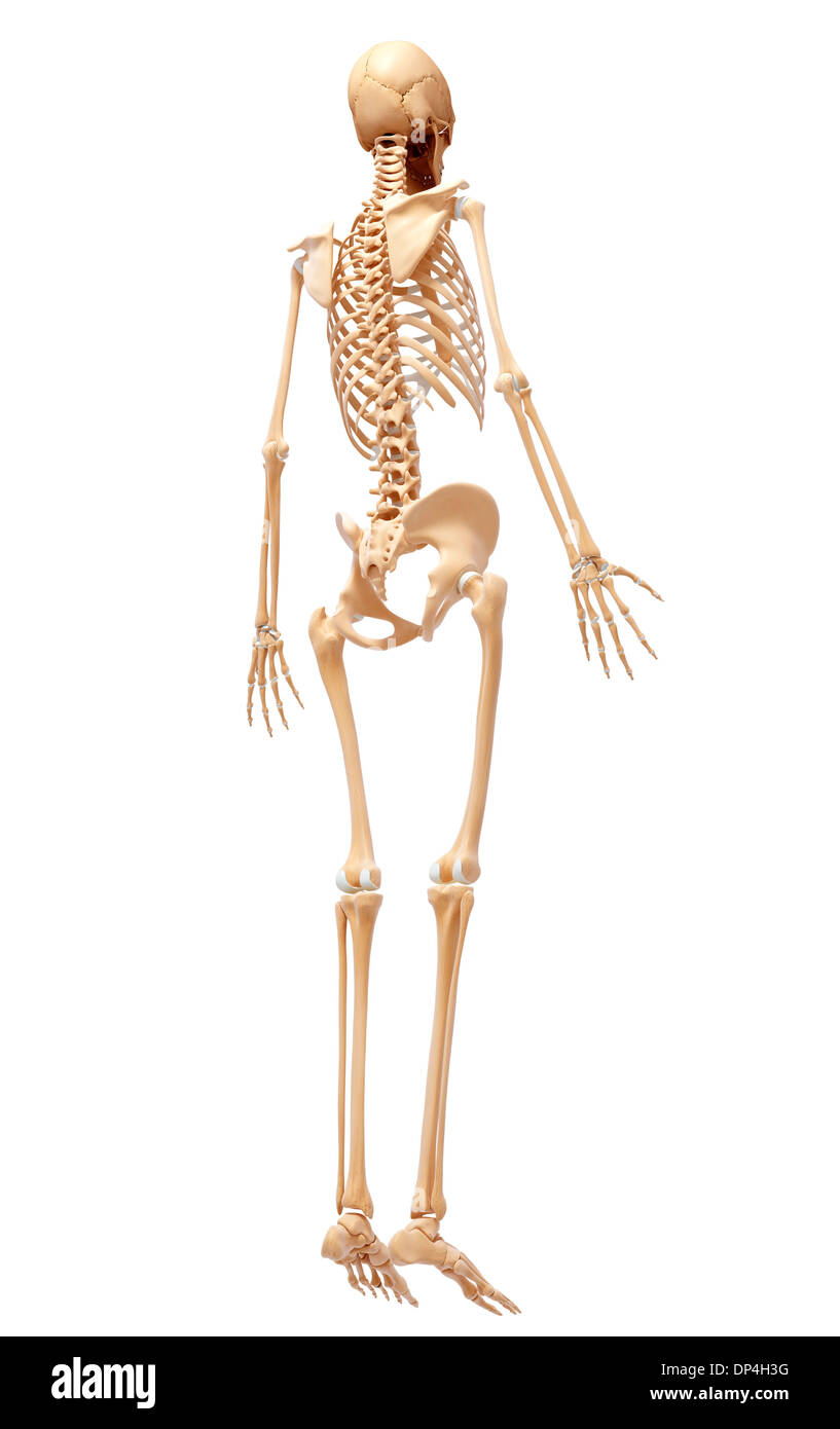 Human skeleton, artwork Stock Photo - Alamy