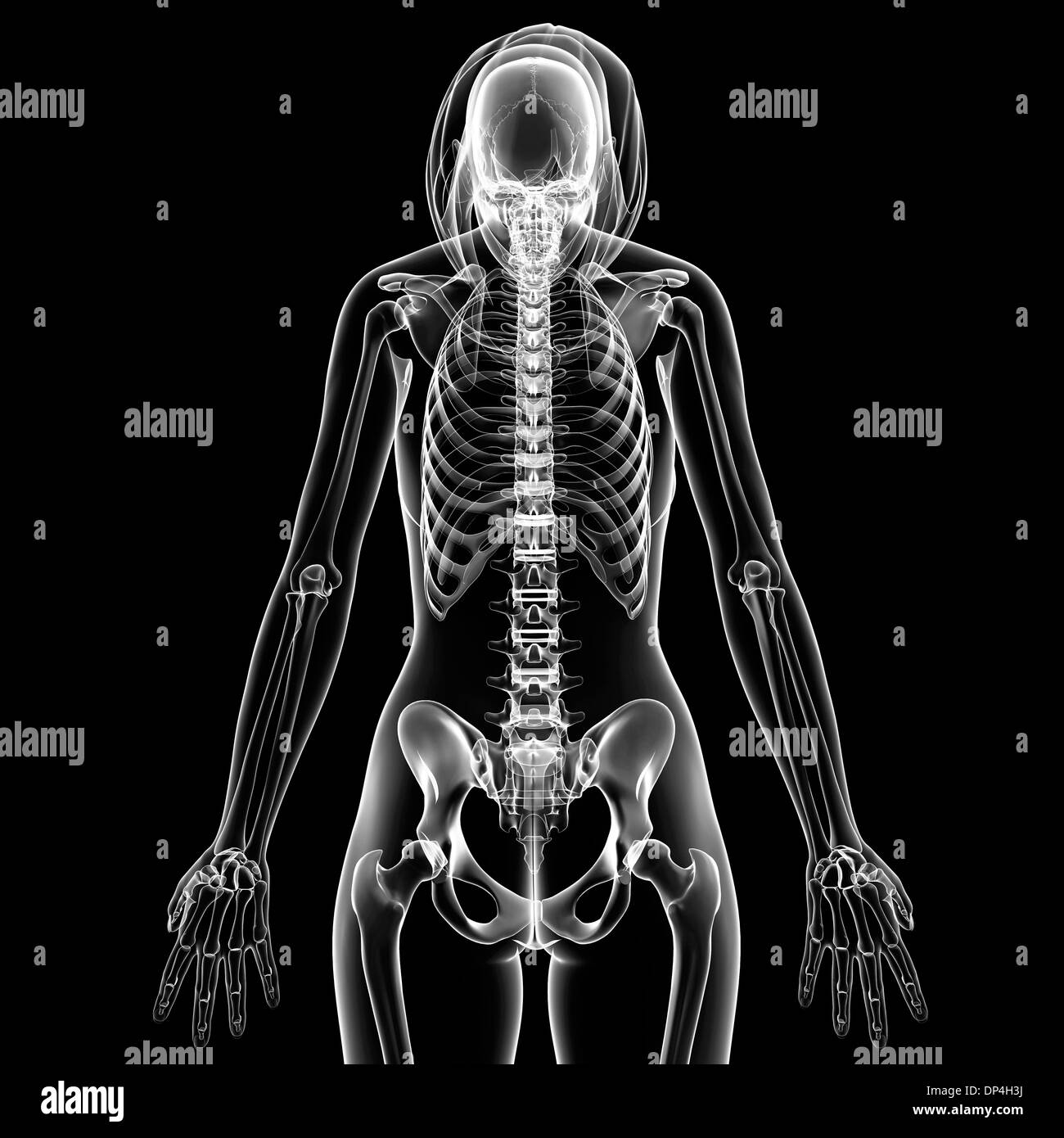 Female skeleton, artwork Stock Photo - Alamy