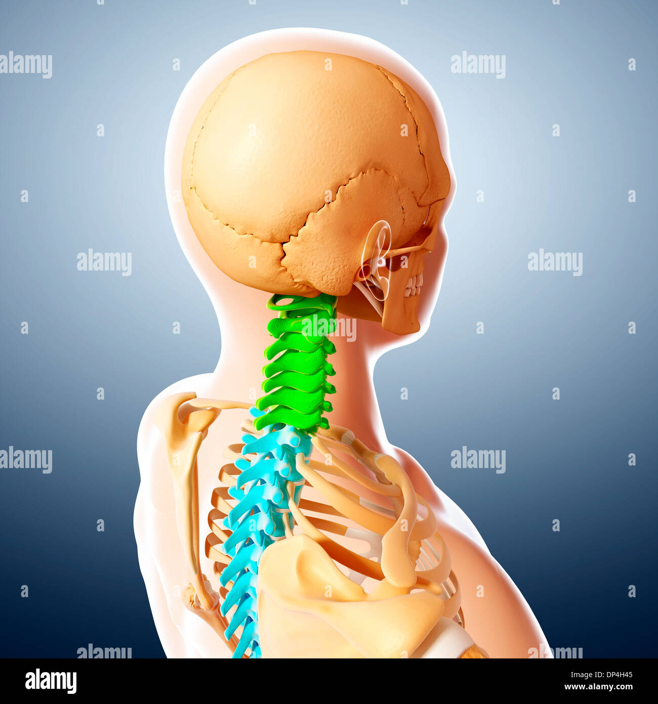 Human spine, artwork Stock Photo - Alamy