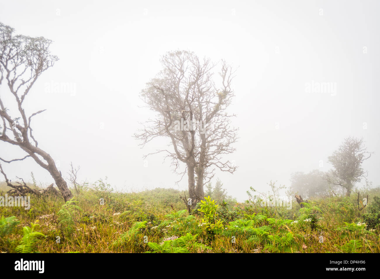 Tree in grass hi-res stock photography and images - Alamy