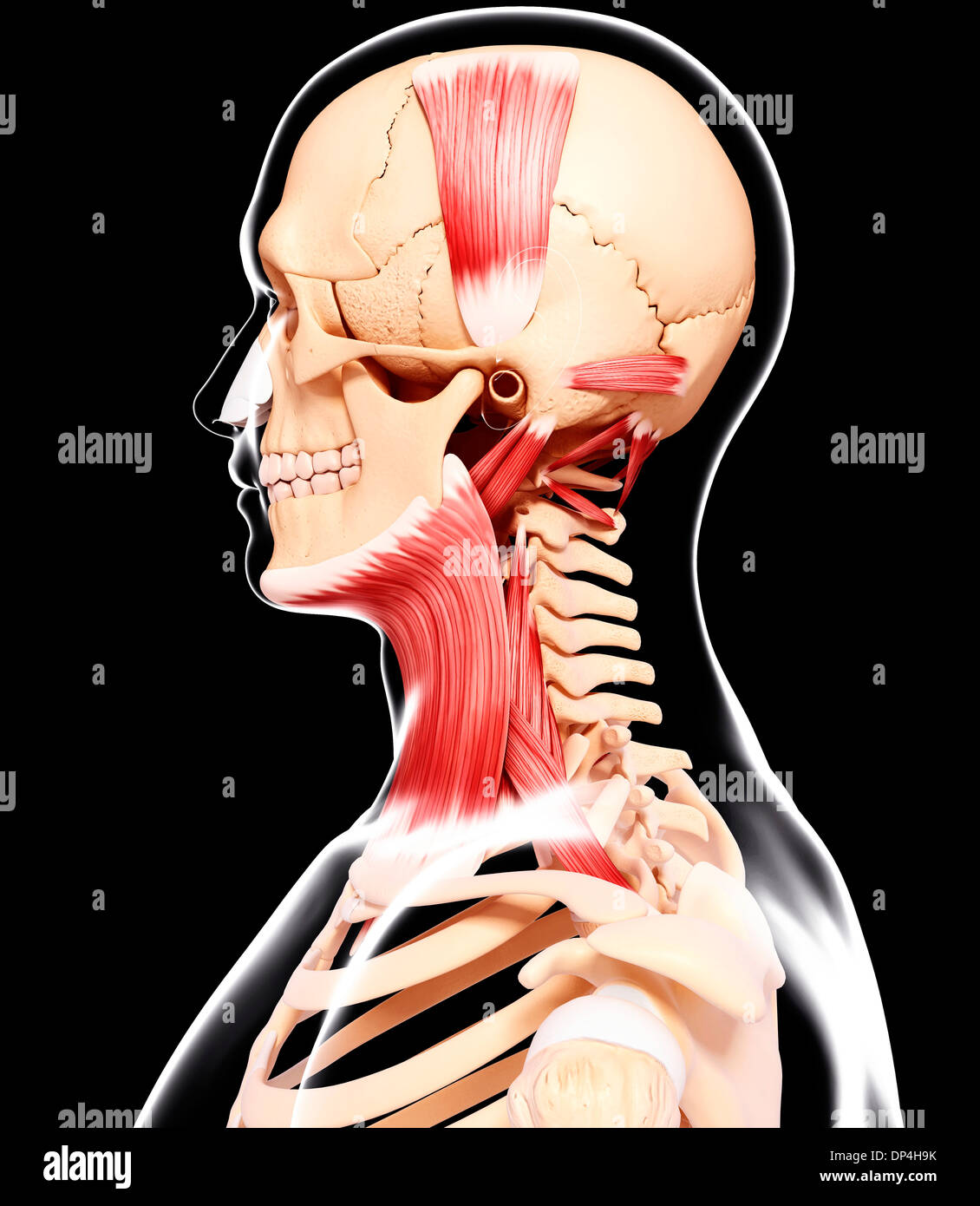 Head posterior view hi-res stock photography and images - Alamy
