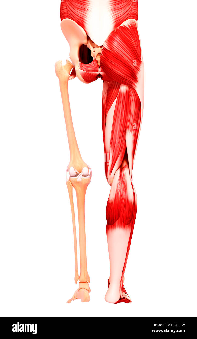 Human leg musculature, artwork Stock Photo - Alamy