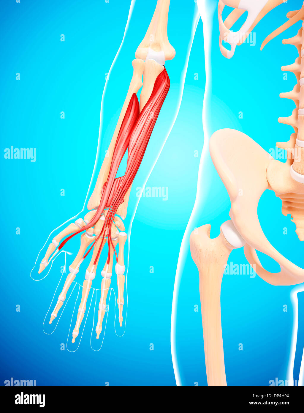Human arm musculature, artwork Stock Photo - Alamy