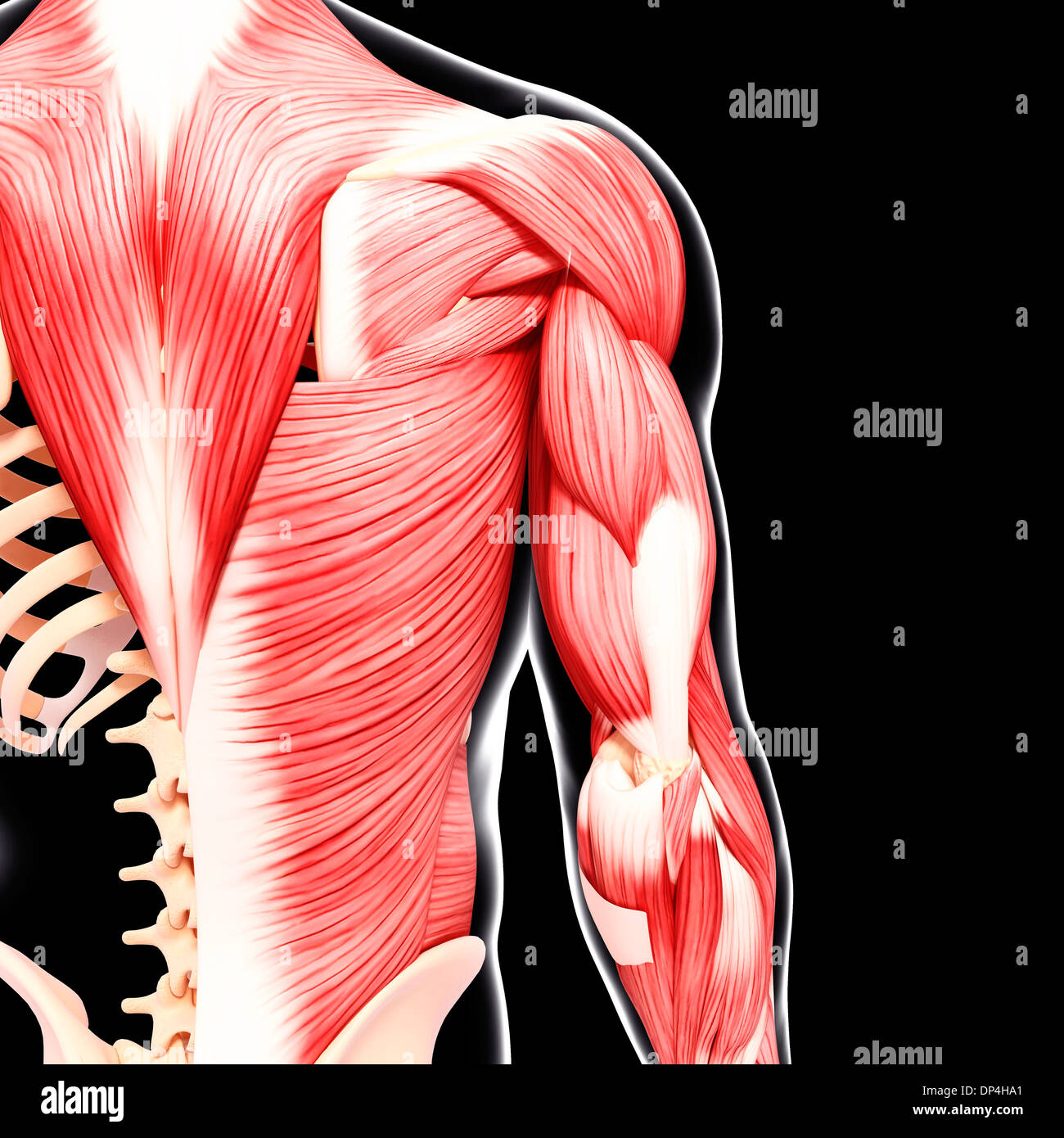 Human musculature, artwork Stock Photo - Alamy