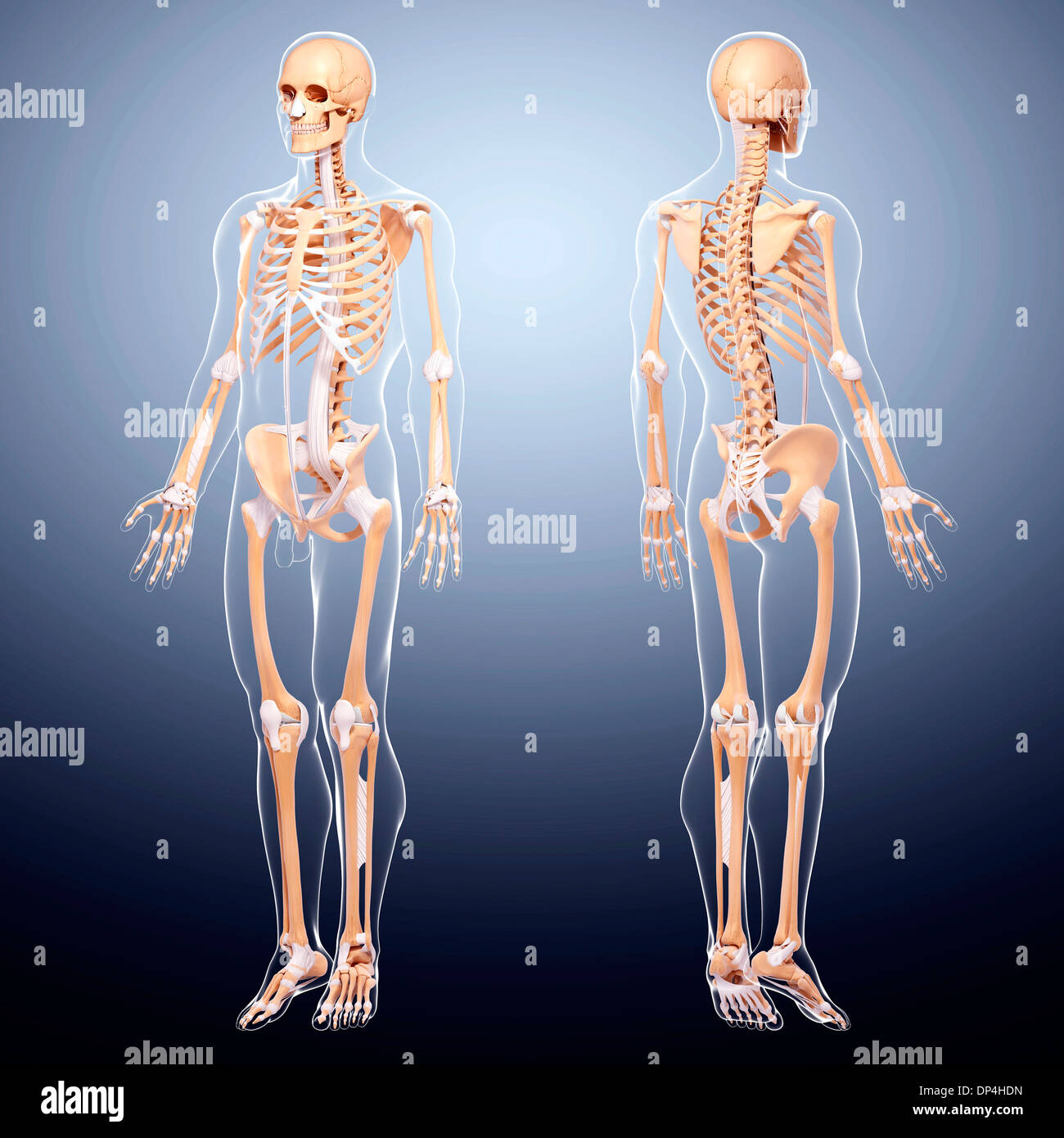 Human skeleton, artwork Stock Photo - Alamy