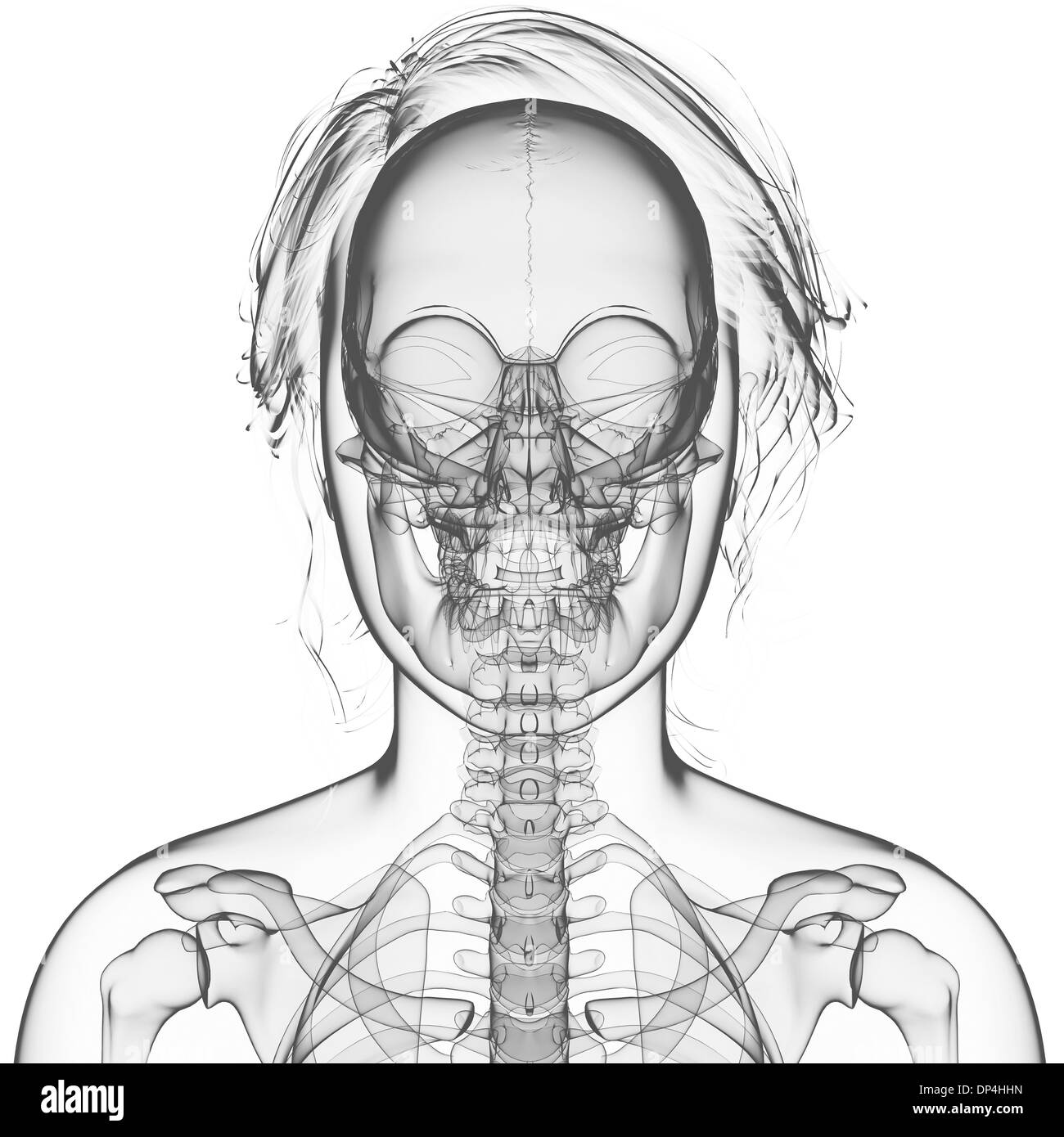 Female skeleton, artwork Stock Photo - Alamy