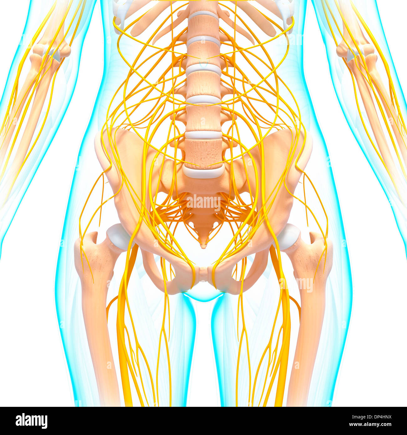 Female nervous system, artwork Stock Photo - Alamy