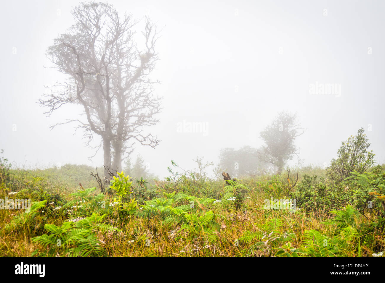 dead tree in grass field with misty early Stock Photo - Alamy
