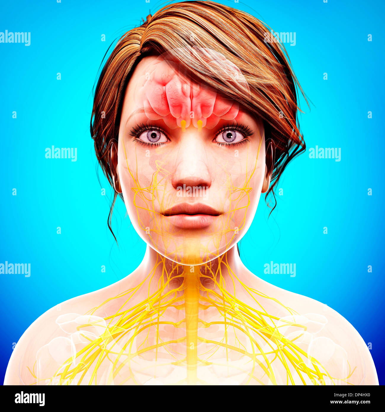 Female nervous system, artwork Stock Photo - Alamy