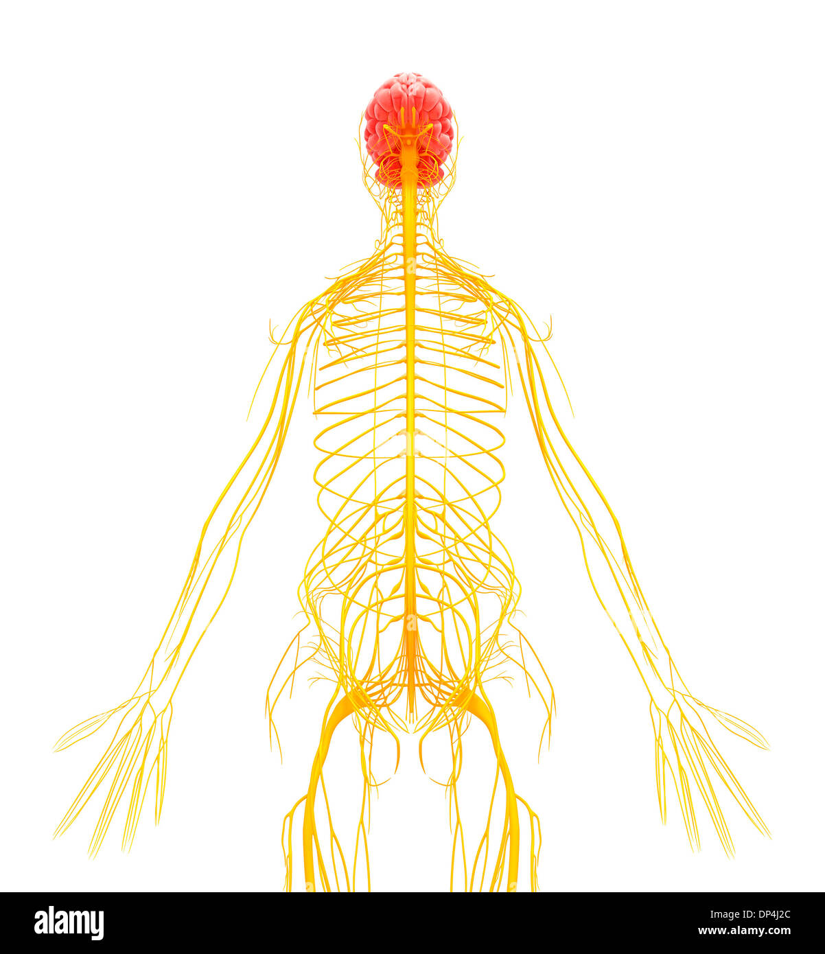 Human nervous system, artwork Stock Photo - Alamy