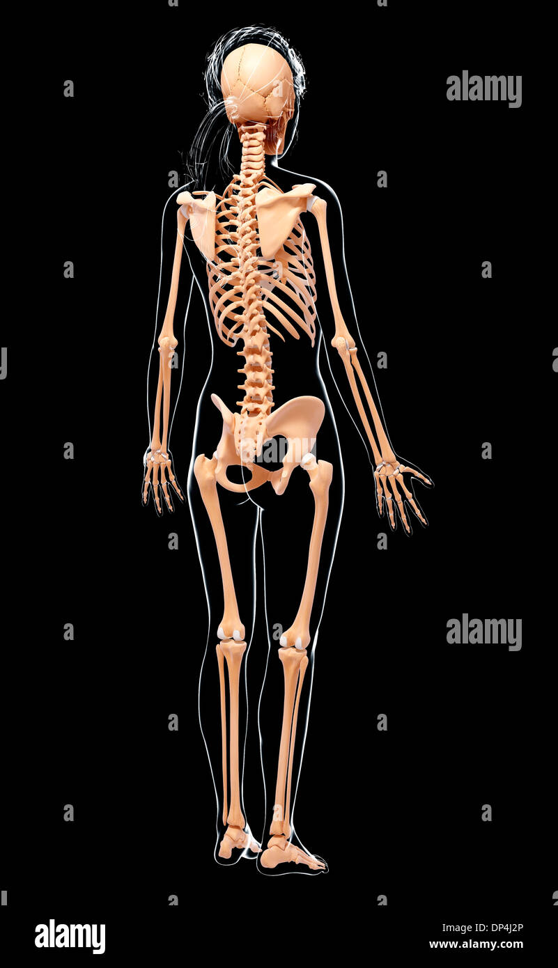 Human skeleton, artwork Stock Photo - Alamy