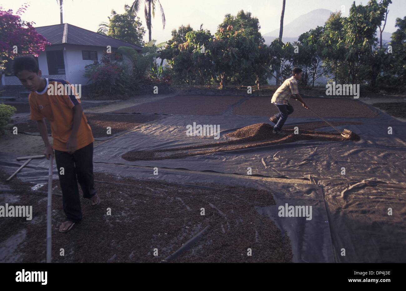 Aug 14, 2006; Singaraja, Bali, Indonesia; A farmer dries cloves in the ...