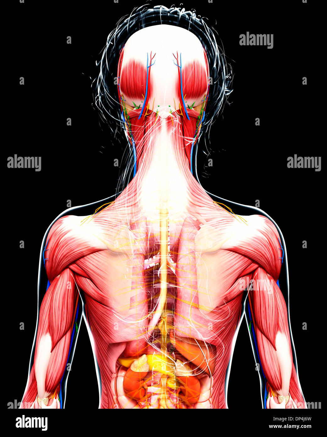 Human anatomy artwork woman hi-res stock photography and images - Alamy