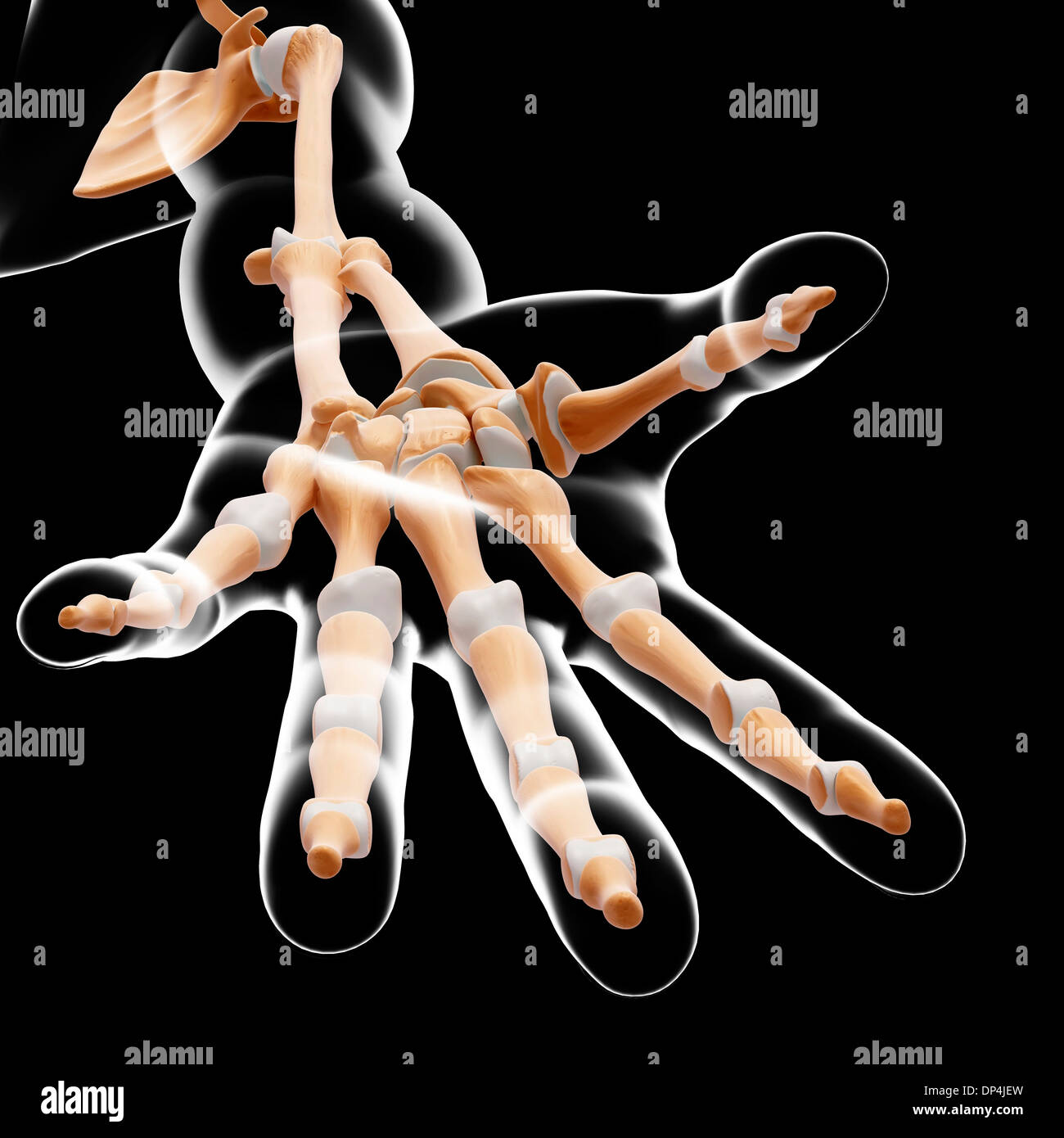 Human hand bones, artwork Stock Photo - Alamy