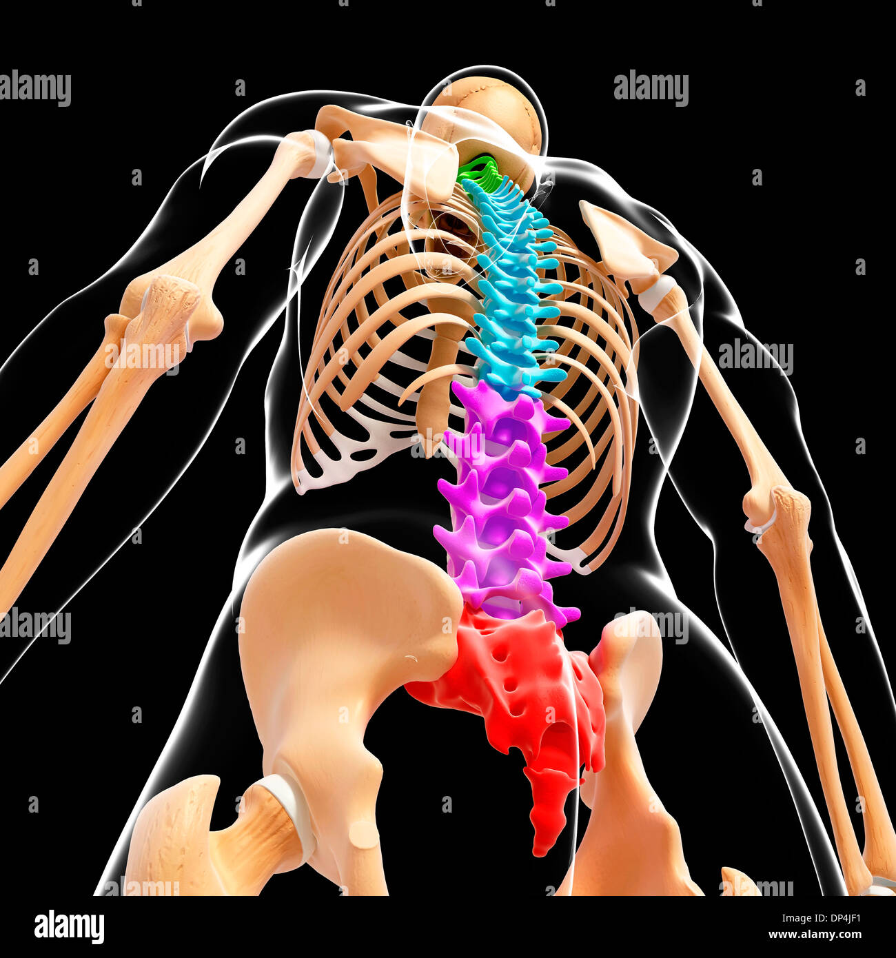 Human skeleton, artwork Stock Photo - Alamy