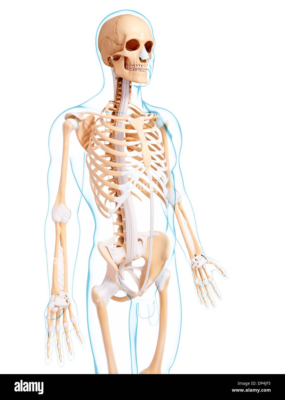 Three quarter view male pelvis hip hi-res stock photography and images ...