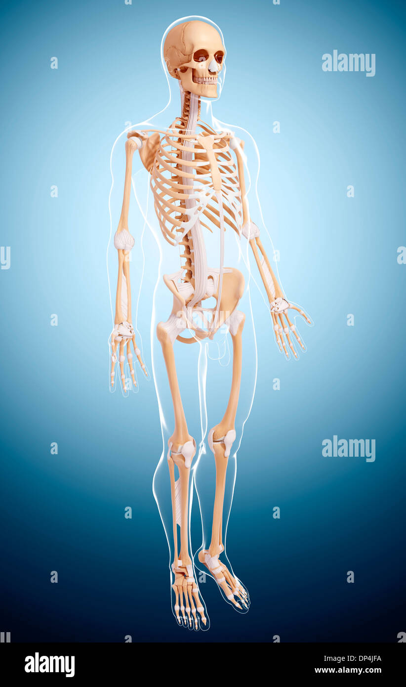 Three quarter view male pelvis hip hi-res stock photography and images ...