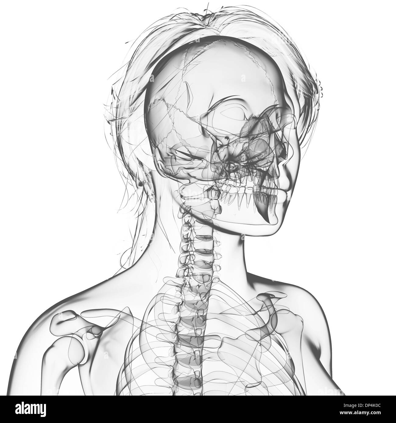 Female skeleton, artwork Stock Photo - Alamy