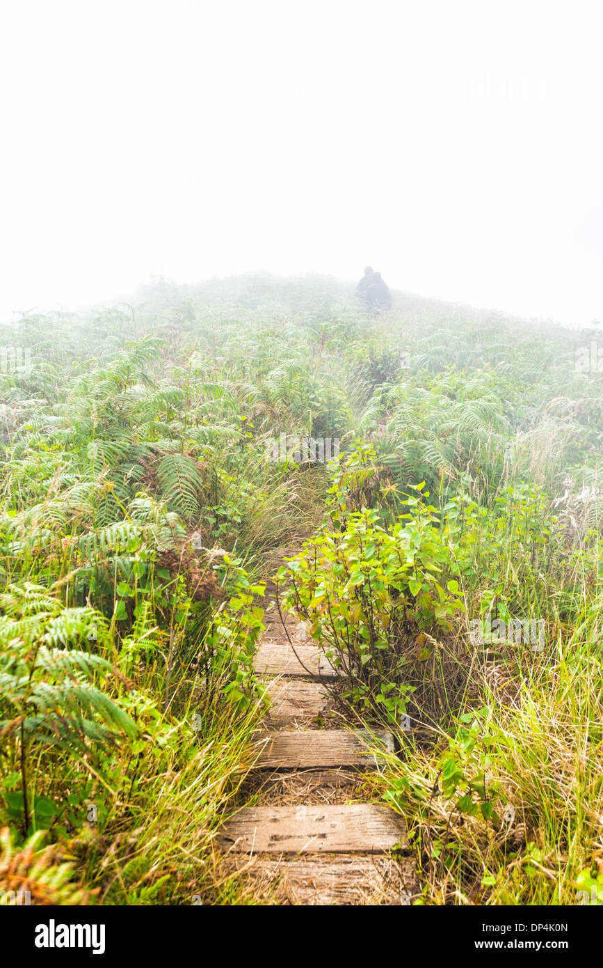 Wood pathway hi-res stock photography and images - Alamy