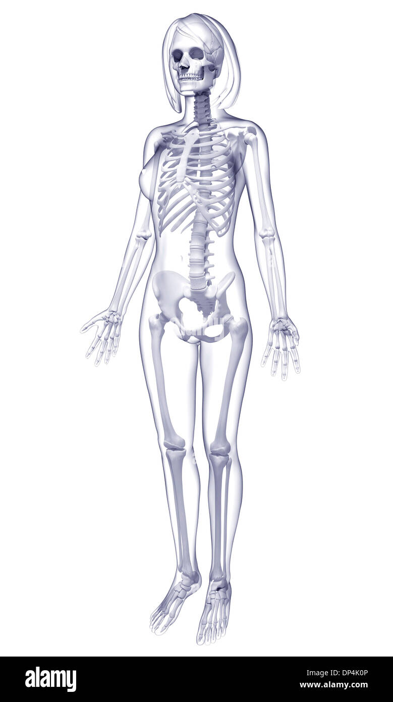 Female skeleton, artwork Stock Photo - Alamy