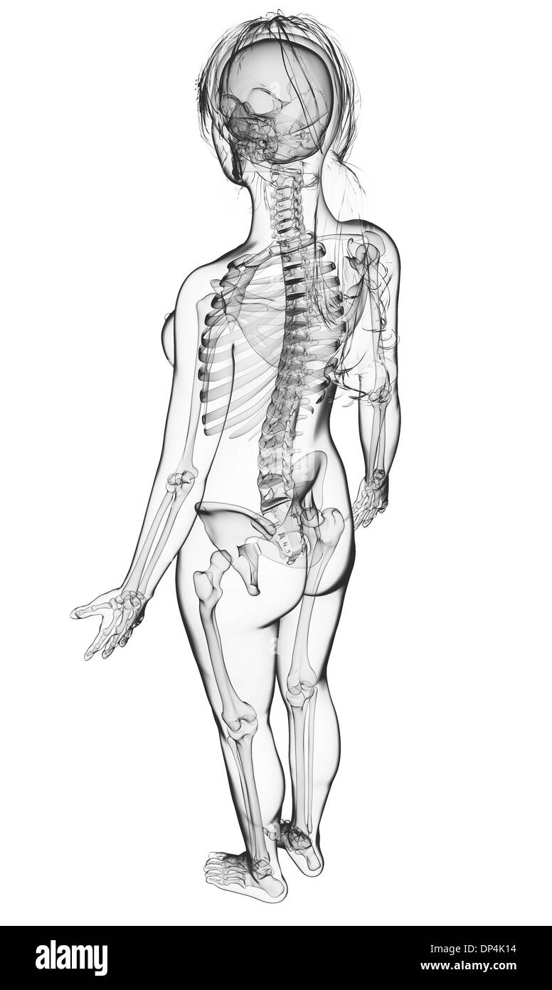 Female skeleton, artwork Stock Photo - Alamy