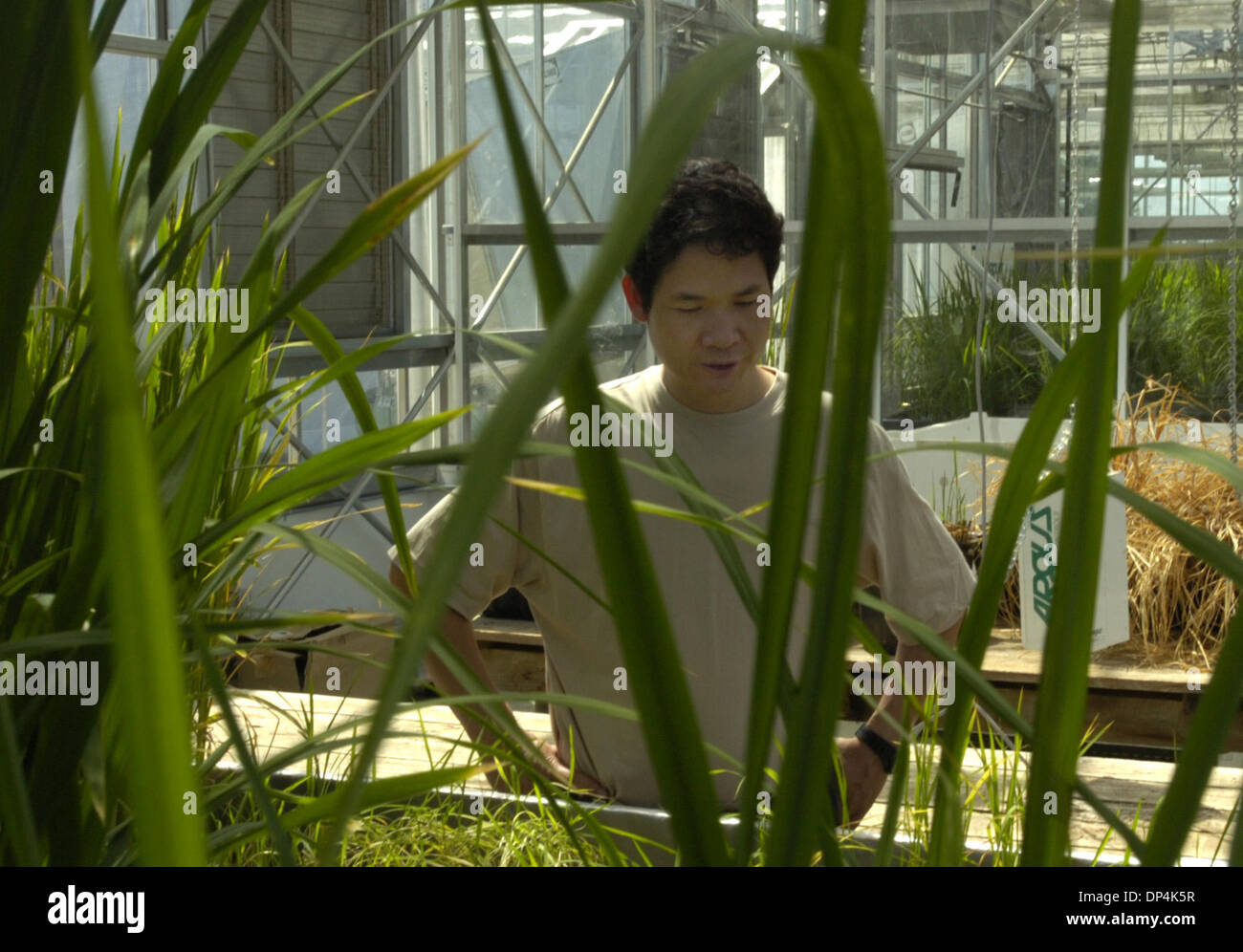 Aug 16, 2006; Davis, CA, USA; KENONG XU, a Post-doctoral Researcher ...