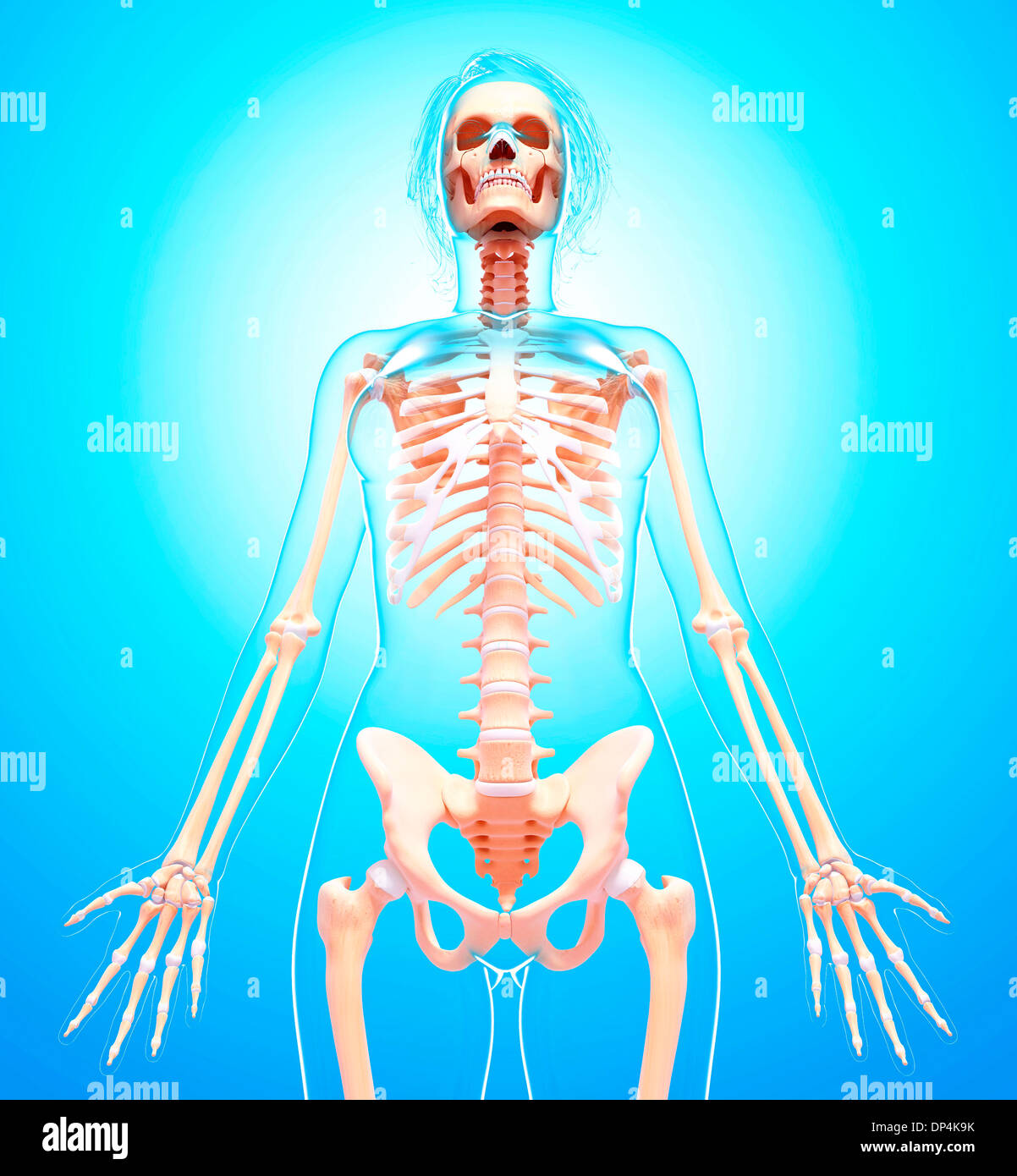 Female skeleton, artwork Stock Photo - Alamy