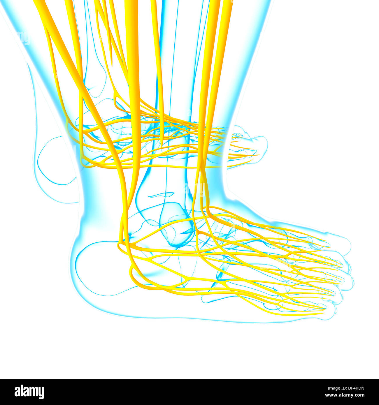 Human foot nervous system, artwork Stock Photo - Alamy